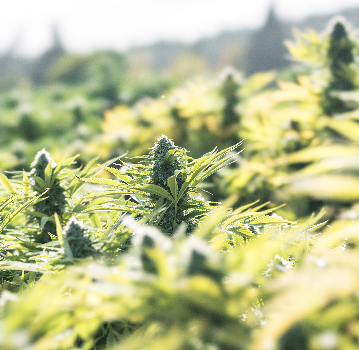 Medical Marijuana 101: What You Need To Know - FLUENT